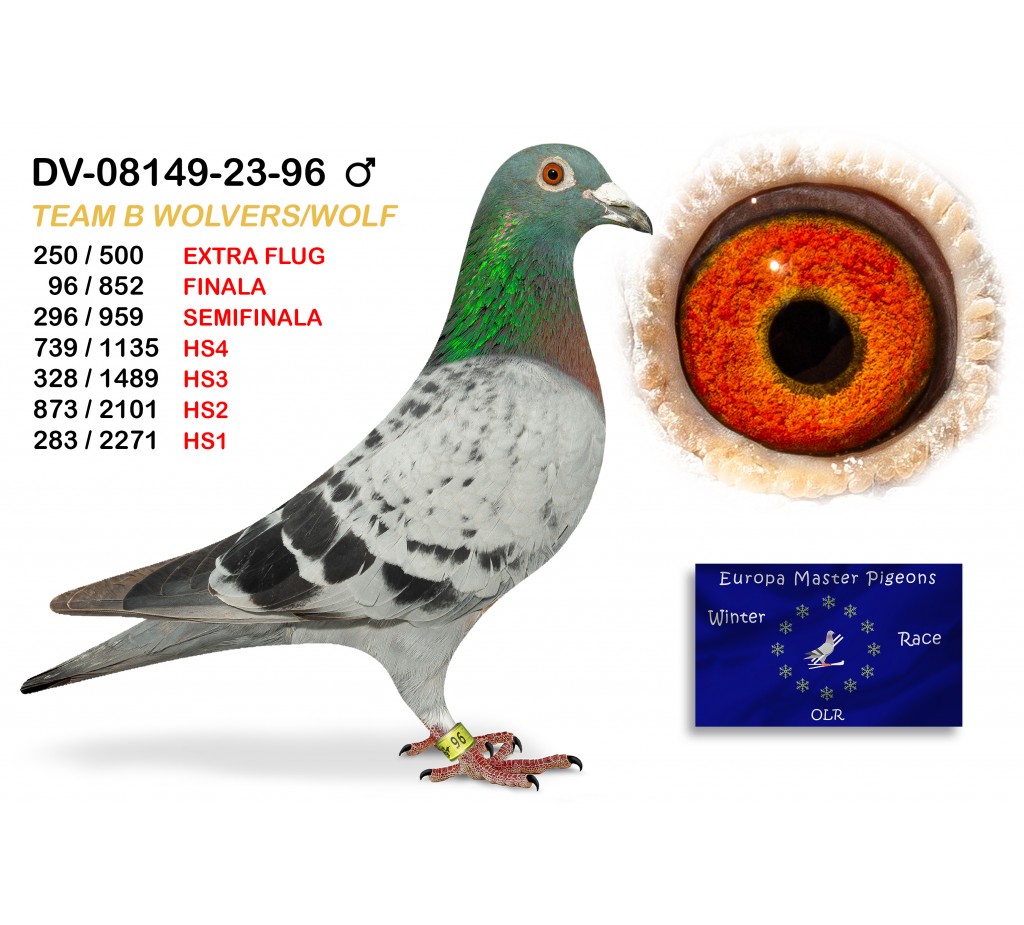(♂️) 96th place HS3 - DV-08149-23-96 TEAM WOLVERS WOLF